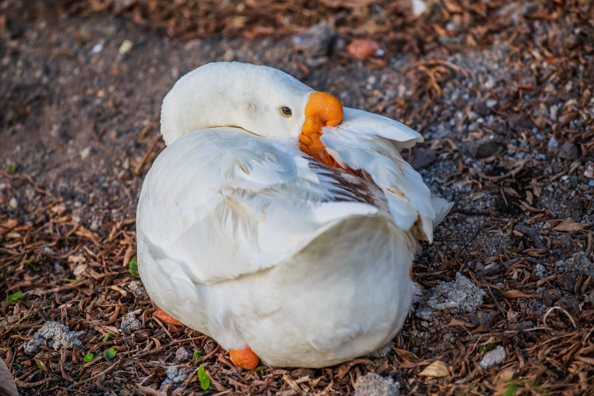 Raising Geese for Meat: A Home-Grown Holiday Goose - Backyard Poultry